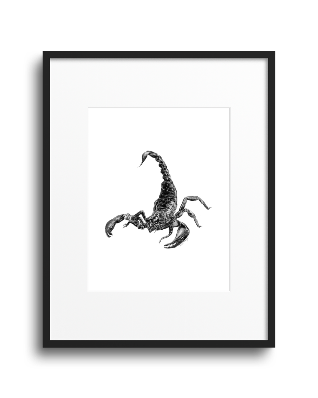 Scorpion Ink Sketch | Original Art | Jennifer Delaney | Kelowna, BC