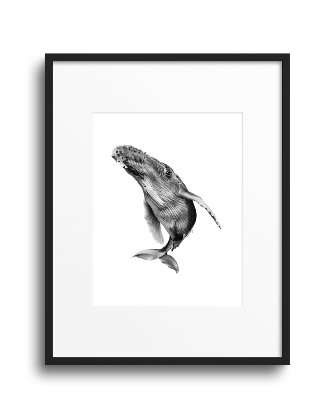 Humpback Ink Sketch | Original Art | Jennifer Delaney | Kelowna