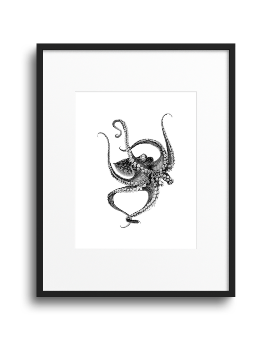 Octopus Ink Sketch | Original Art | Jennifer Delaney | Kelowna, BC